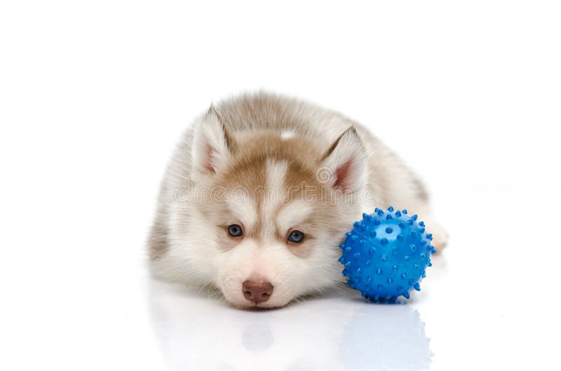 Siberian Husky Playing with a Ball Stock Photo - Image of smart, lovely ...