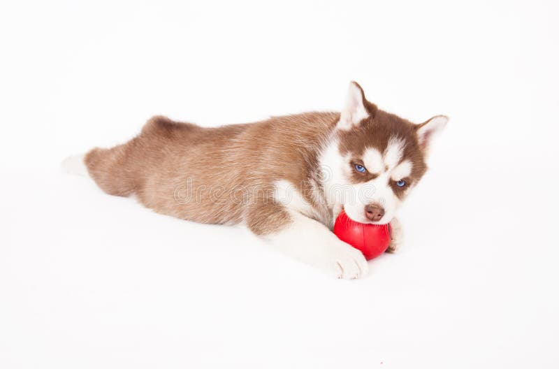 Siberian Husky Playing with a Ball. Stock Photo - Image of pedigreed ...