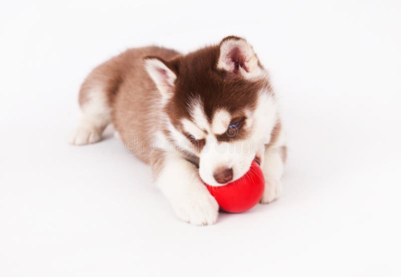 Two Siberian Husky Puppy Playing with a Toys. Stock Photo - Image of ...