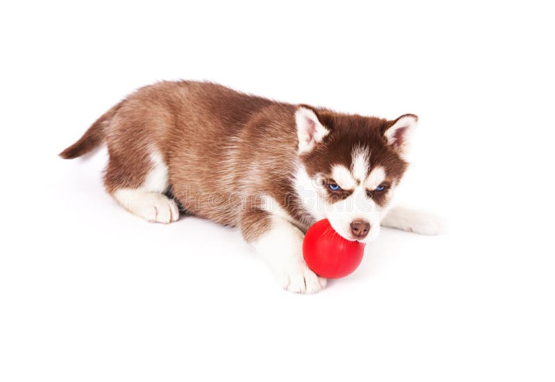 Siberian Husky Playing with a Ball. Stock Photo - Image of black ...
