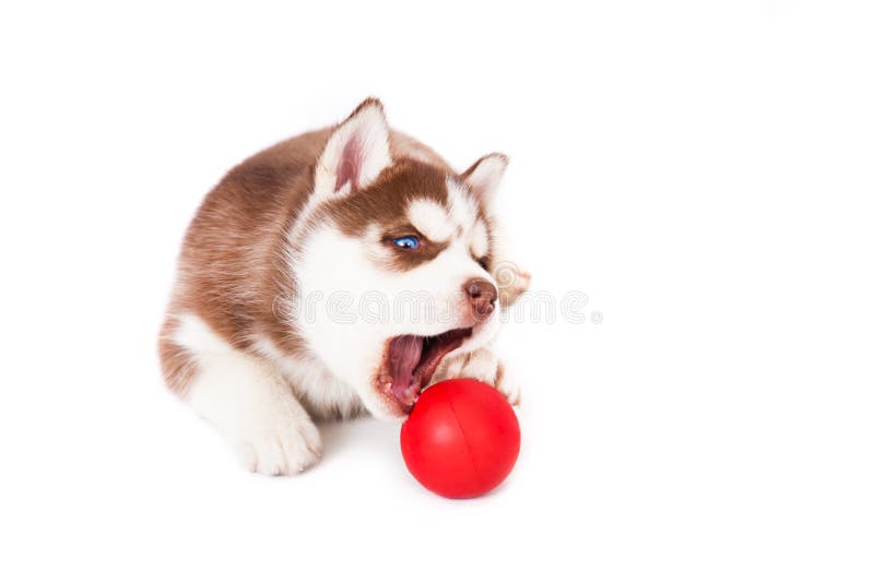 Siberian Husky Playing with a Ball. Stock Photo - Image of playful ...