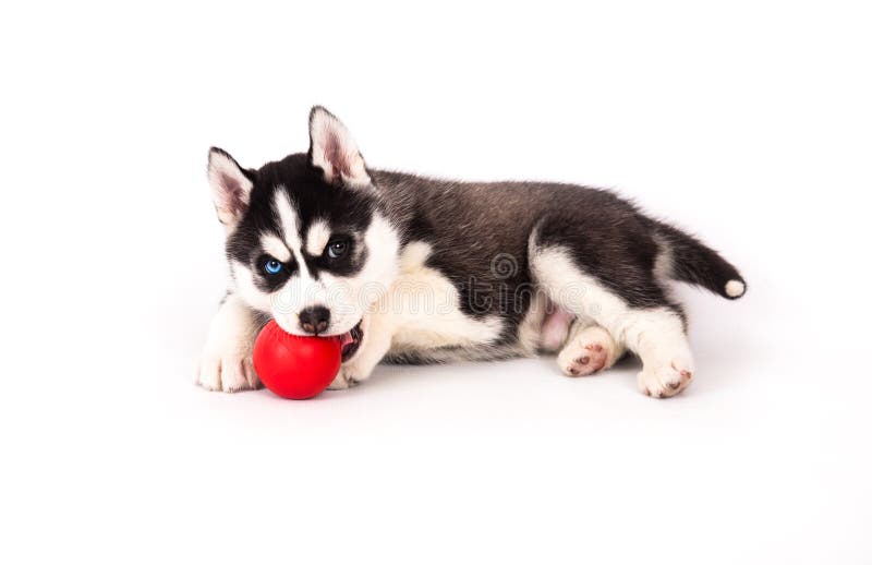 Siberian Husky Playing with a Ball. Stock Photo - Image of friend ...