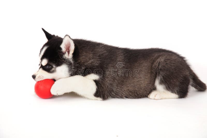 Siberian Husky Playing with a Ball. Stock Photo - Image of portrait ...