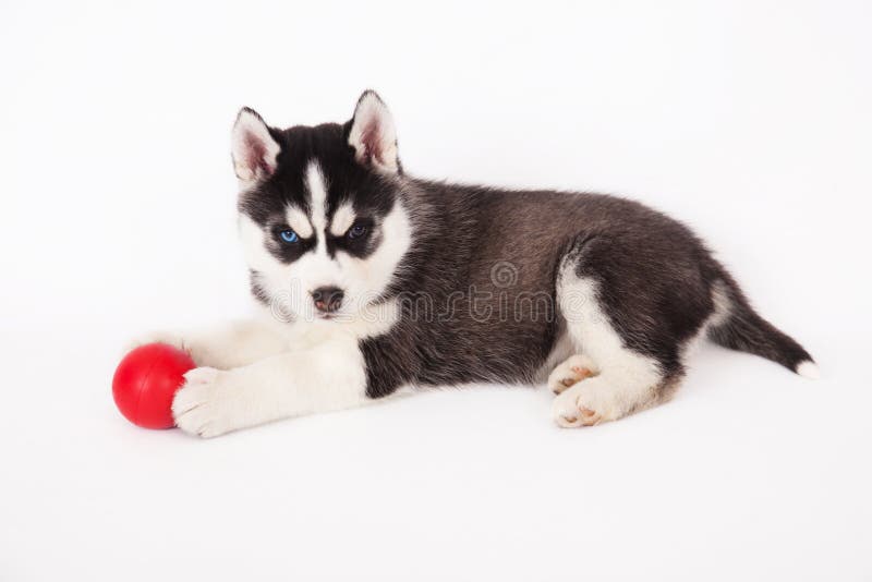 Siberian Husky Playing with a Ball. Stock Image - Image of puppy ...