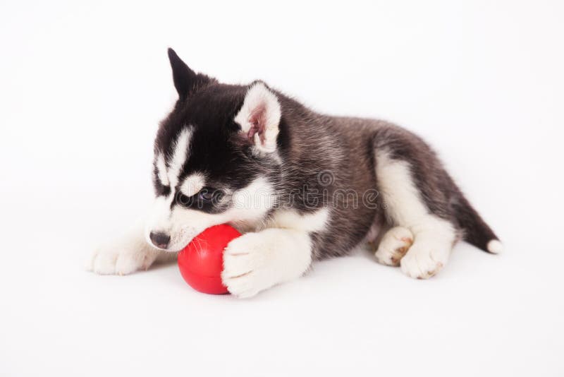 Siberian Husky Playing with a Ball. Stock Photo - Image of lovely ...