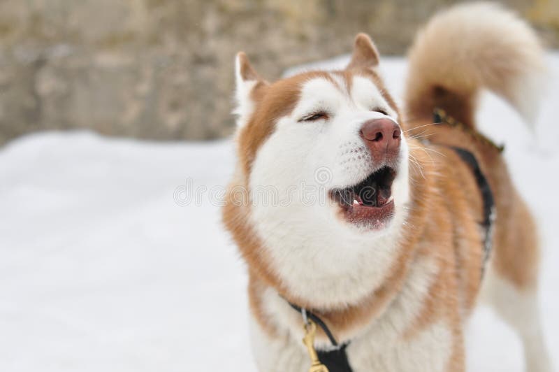 Husky Dog sniffing the air stock image. Image of smell - 35302127