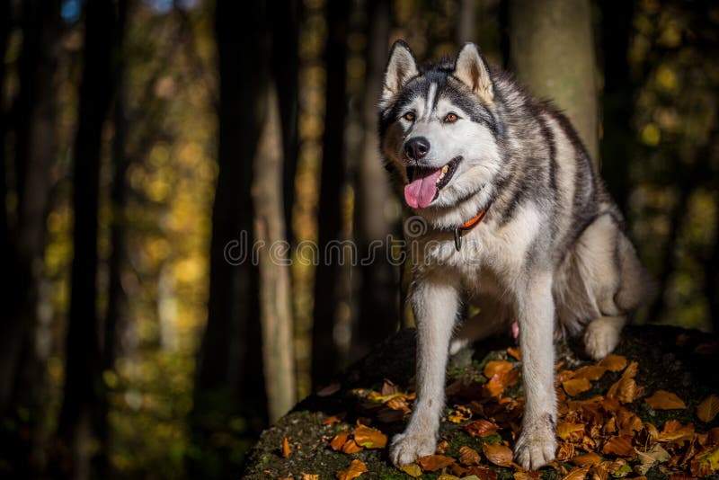 Siberian Husky Portrait in Autumn Nature Stock Photo - Image of husky ...