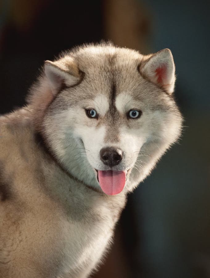 Siberian husky portrait stock photo. Image of siberian - 88858652
