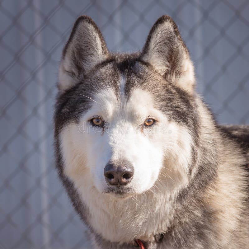 Siberian Husky portrait stock image. Image of ears, black - 85208337