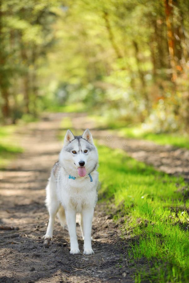 Siberian Husky stock image. Image of female, husky, laugh - 49890151