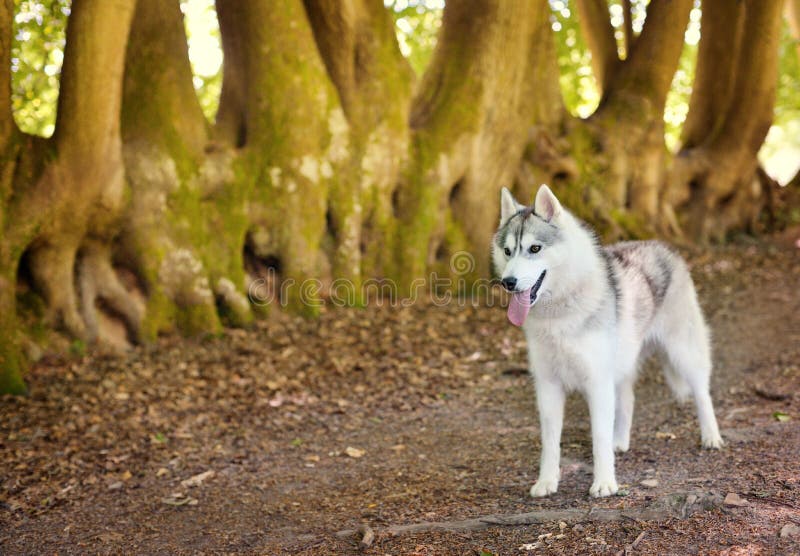 Siberian Husky stock photo. Image of color, harsh, nose - 49890214