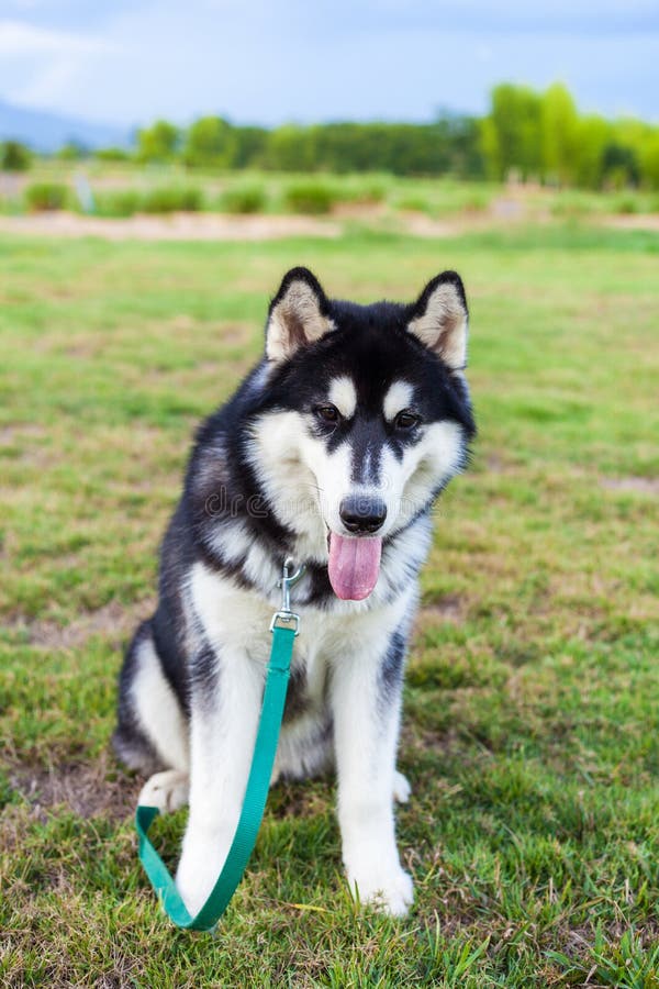 SIBERIAN HUSKY stock photo. Image of square, animal, isolated - 31514102