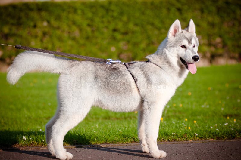 Siberian Husky Portrait Outdoors on a Leash Stock Image - Image of cute ...
