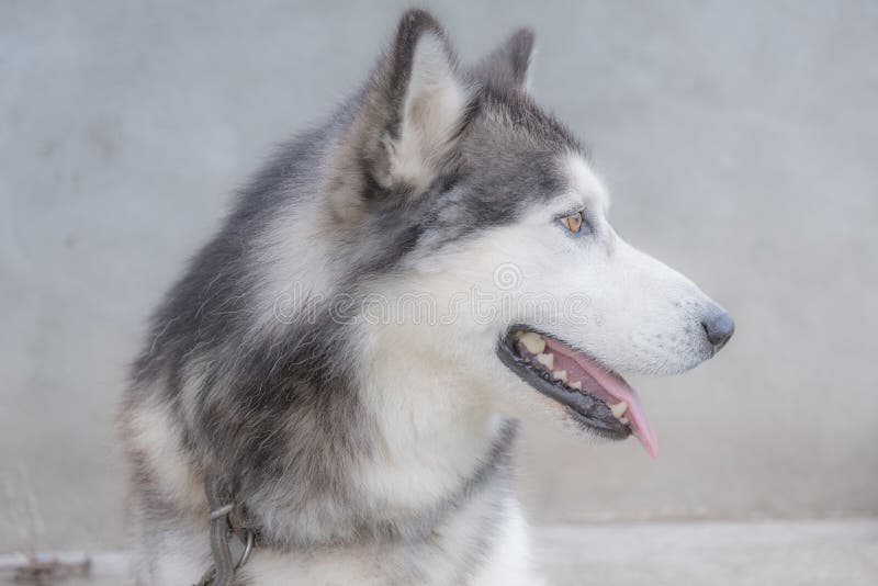 Husky Dog Profile Side View Portrait Stock Image - Image of young ...