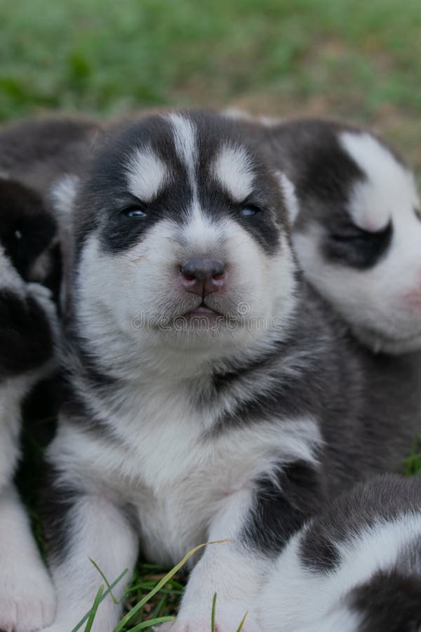 262 Small Fluffy Siberian Husky Puppies Photos - Free & Royalty-Free ...
