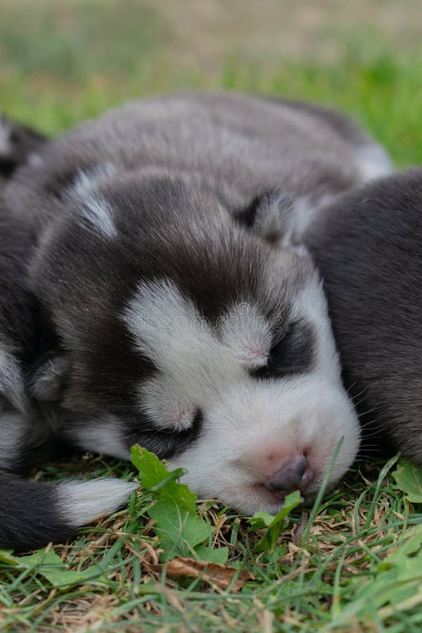 Siberian husky puppies stock photo. Image of mammal - 225989014