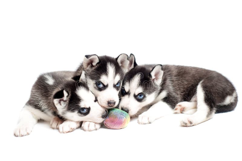 Husky puppy stock image. Image of black, animal, bright - 19209701
