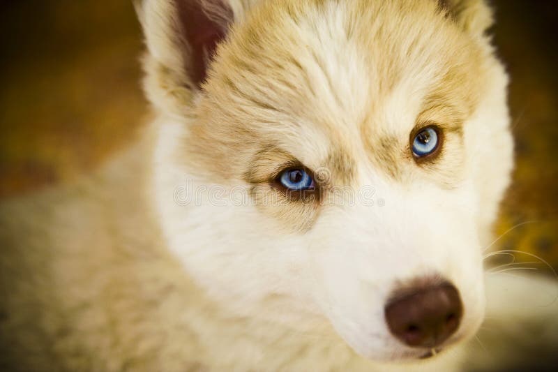 Beige husky puppy stock photo. Image of fluffy, bright - 25438966