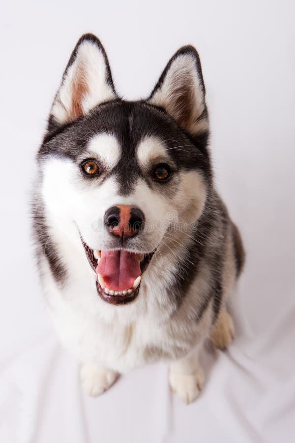 Siberian Husky Head Portrait at Stock Image - Image of happy, domestic ...