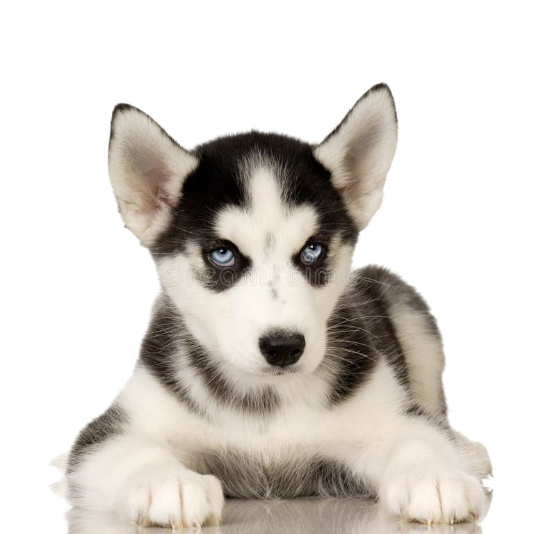 Siberian Husky puppy stock image. Image of chuksha, sitting - 2626537