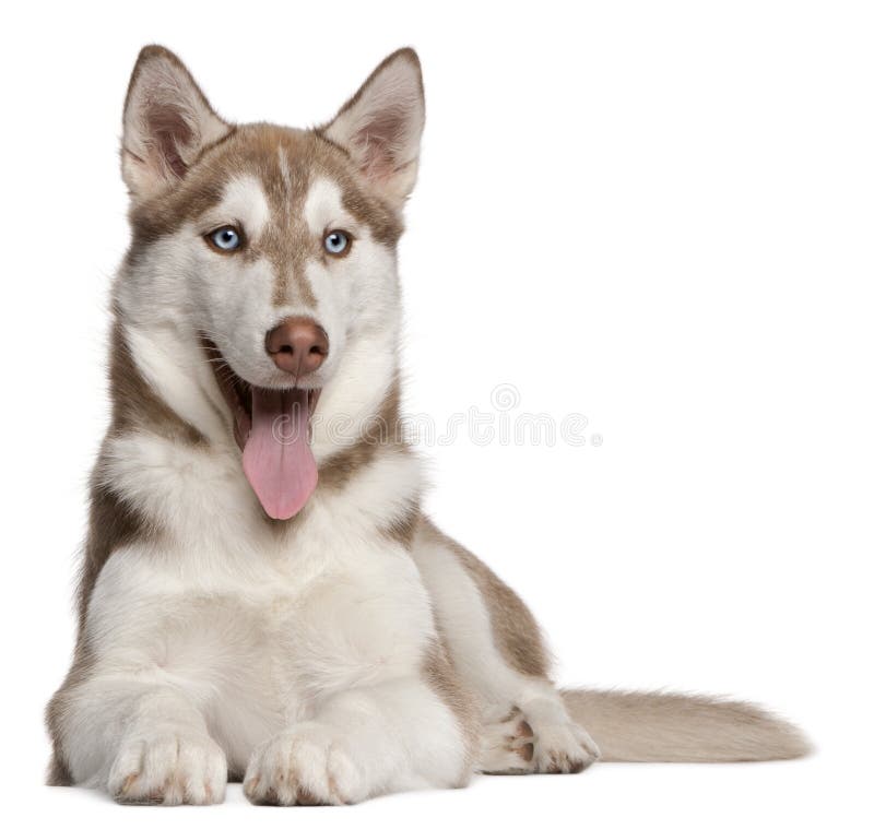 Are There Short Haired Huskies