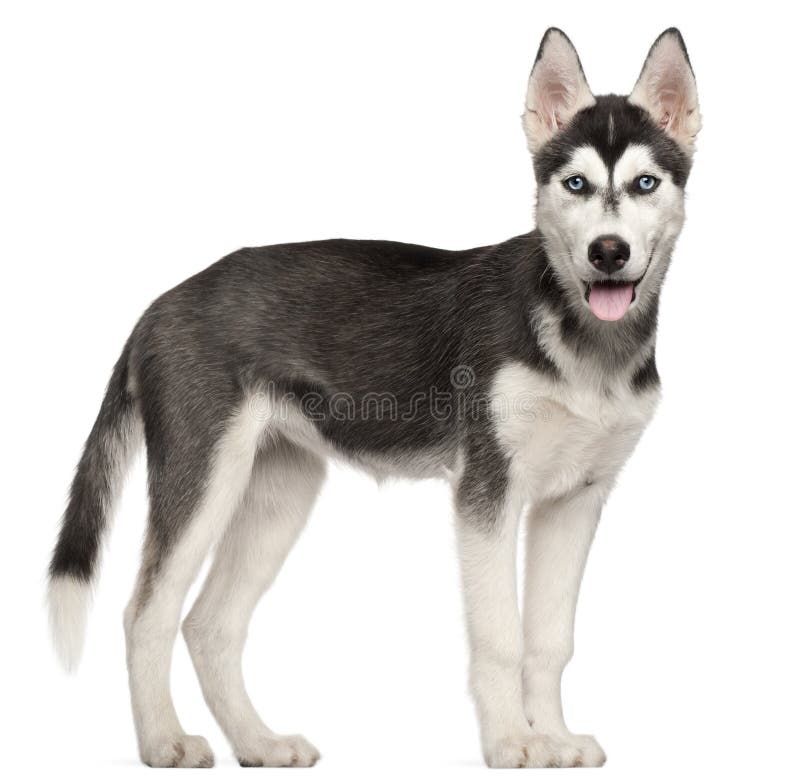 Siberian Husky, 6 Months Old Stock Image - Image of furry, pets: 14096081