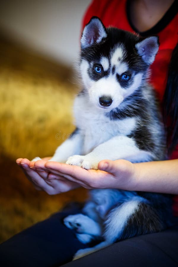 Cute husky dog puppy stock photo. Image of laying, watching - 50061244