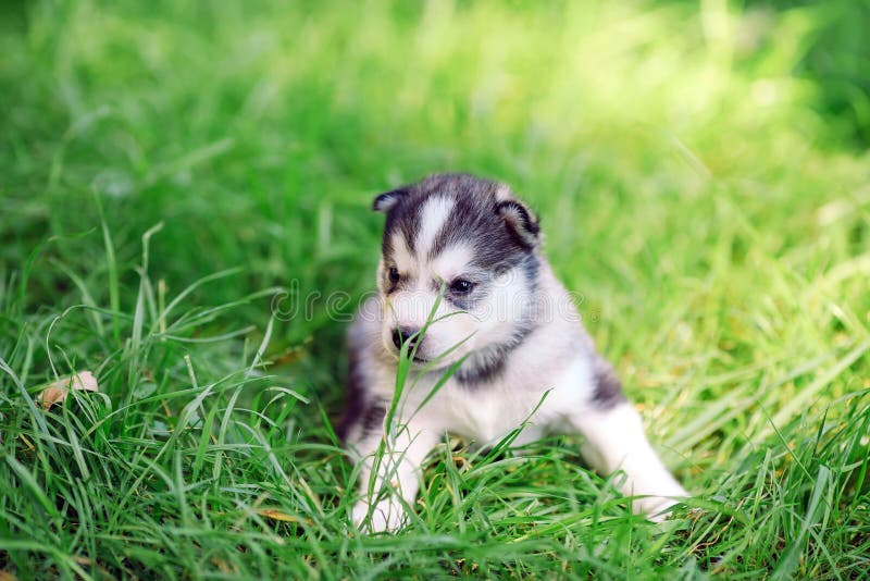 Siberian Husky Puppy on a Green Grass. Stock Photo - Image of green ...