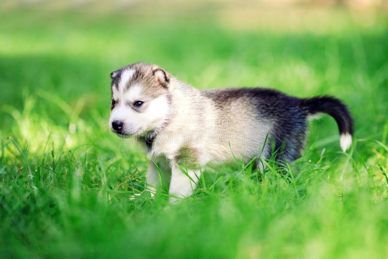 Siberian Husky Puppy on a Green Grass. Stock Photo - Image of beautiful ...