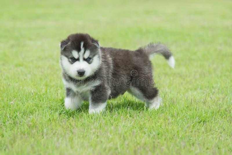 Siberian Husky Puppy on Green Grass Stock Photo - Image of outdoor ...