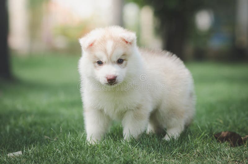 Siberian Husky Puppy on Green Grass Stock Image - Image of canine ...