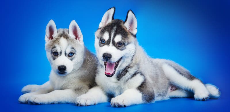 Siberian Husky puppy group stock image. Image of purebred - 68613987