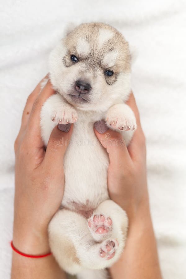 Siberian Husky Puppy in Hands Stock Photo - Image of mammal, canine ...