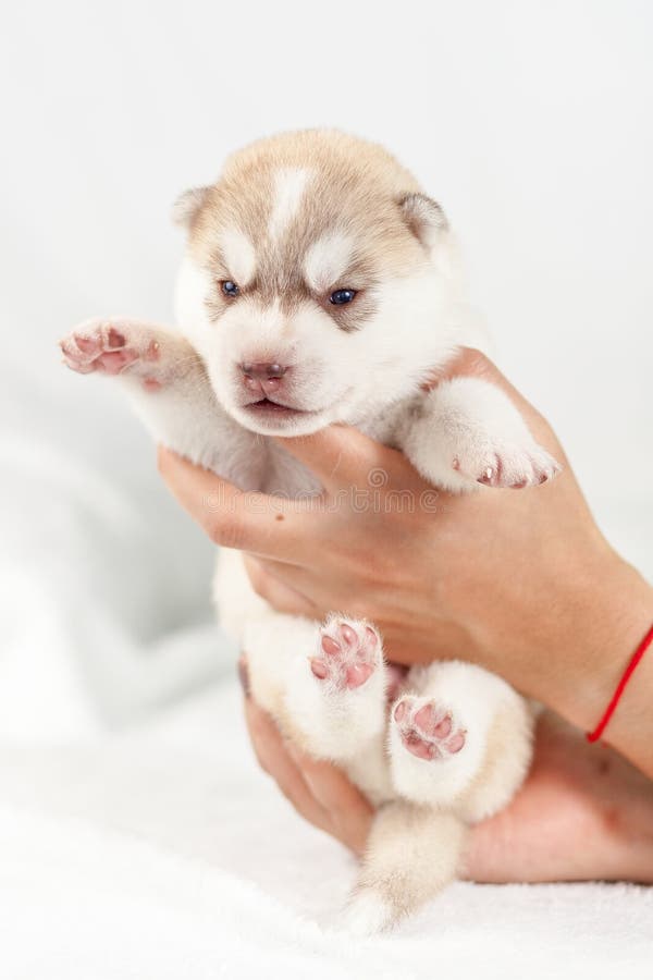 Siberian Husky Puppy in Hands Stock Photo - Image of baby, canine ...