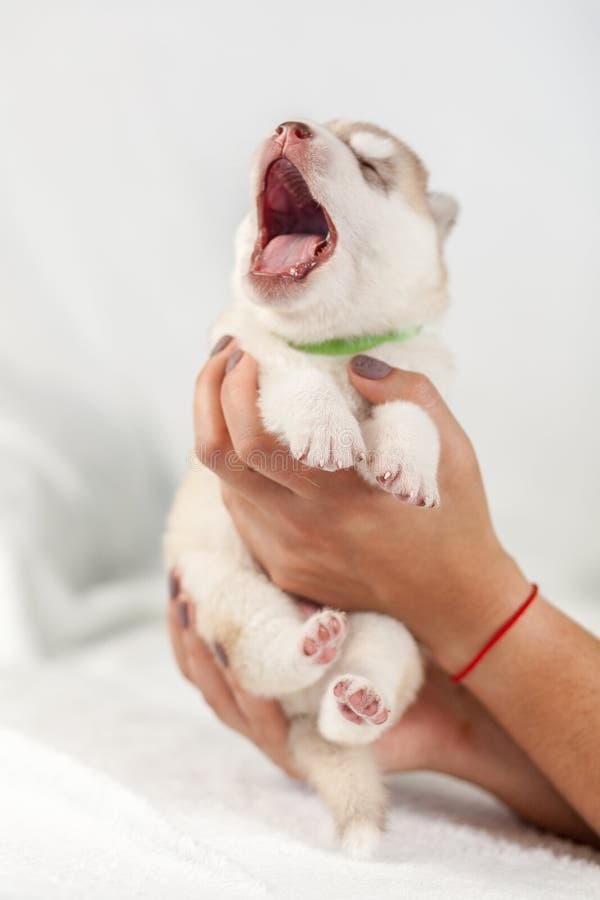Siberian Husky Puppy in Hands Stock Image - Image of newborn, portrait ...