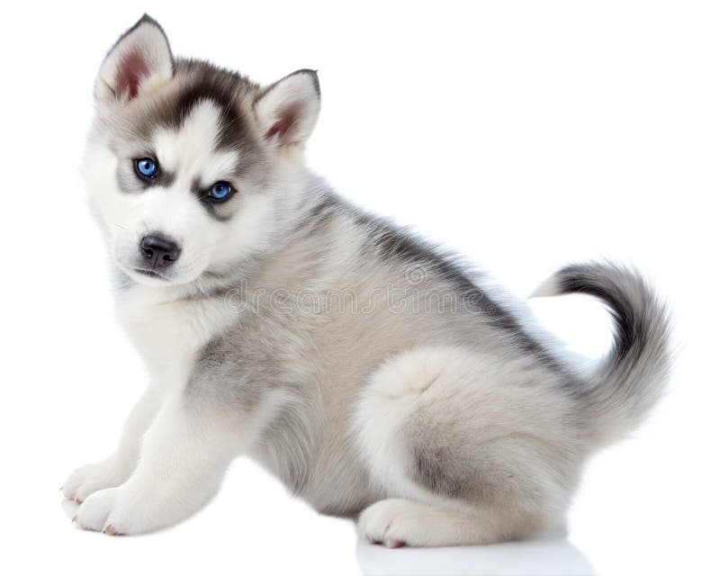 Siberian Husky Puppy Isolated on White Background. Siberian Husky Puppy ...
