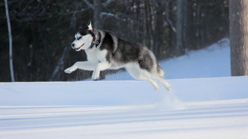 Siberian Husky Puppy Jump High on Snow Stock Photo - Image of snow ...