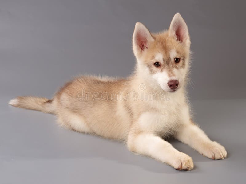 Beige Husky Puppy Stock Photos - Download 238 Royalty Free Photos