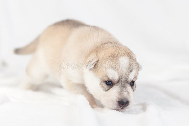 Siberian Husky Puppy One Month Stock Photo - Image of coat, doggy ...