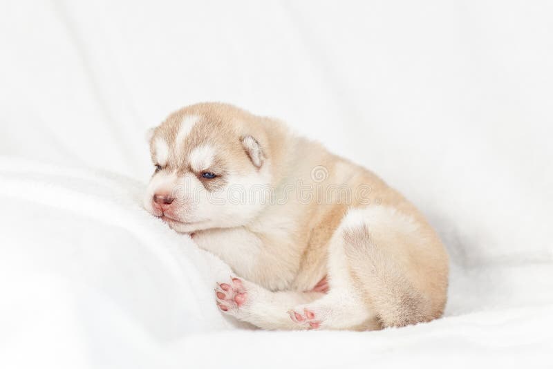 Siberian Husky Puppy One Month Stock Image - Image of breed, canine ...