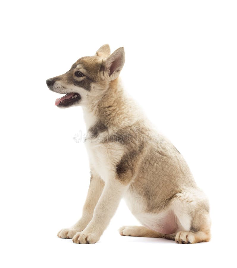 Siberian Husky puppy stock photo. Image of animals, pets - 50948560