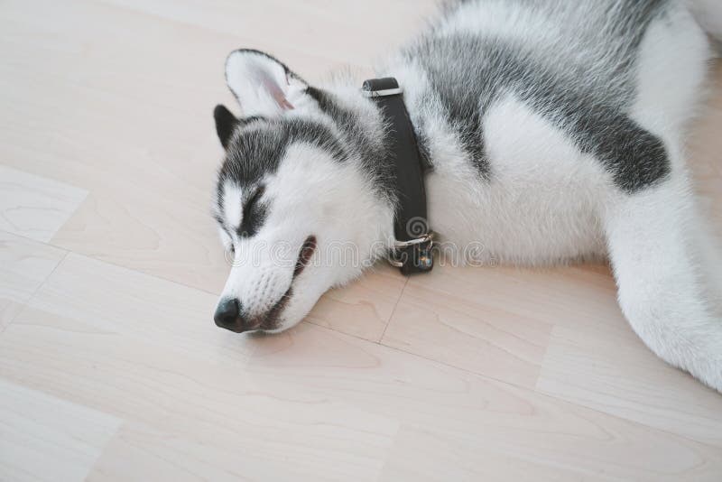Siberian Husky Puppy Sleeping on the Floor. Stock Photo - Image of wood ...