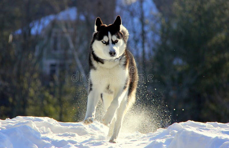 Siberian Husky Puppy on Snow Stock Image - Image of winter, running ...