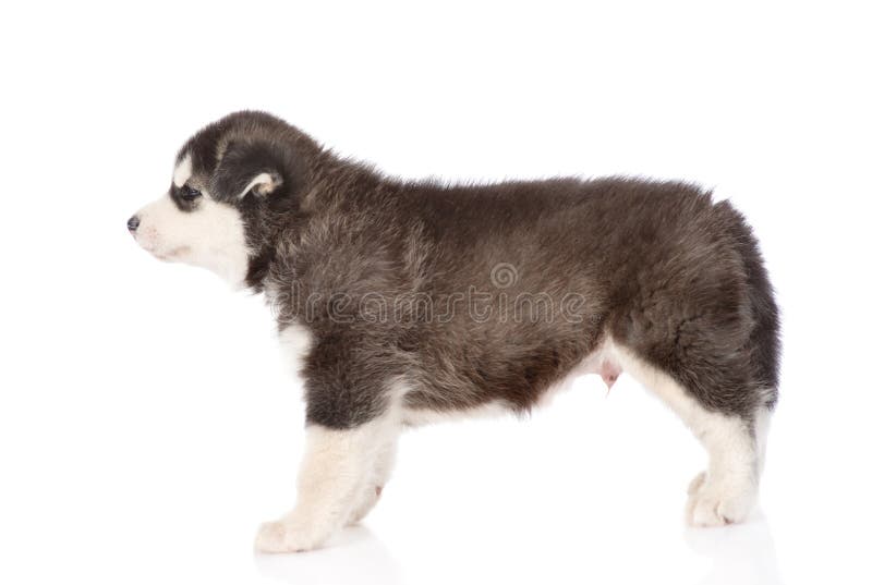 Husky Dog Profile Side View Portrait Stock Photos - Free & Royalty-Free ...