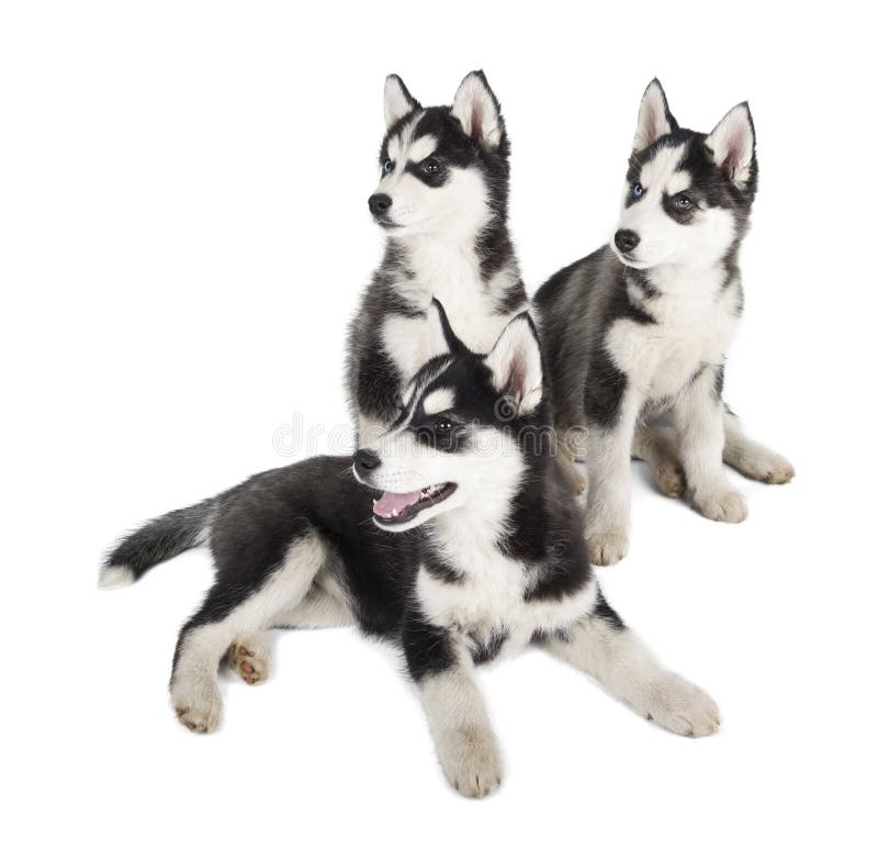 Siberian Husky Puppy stock photo. Image of view, brown - 23687316
