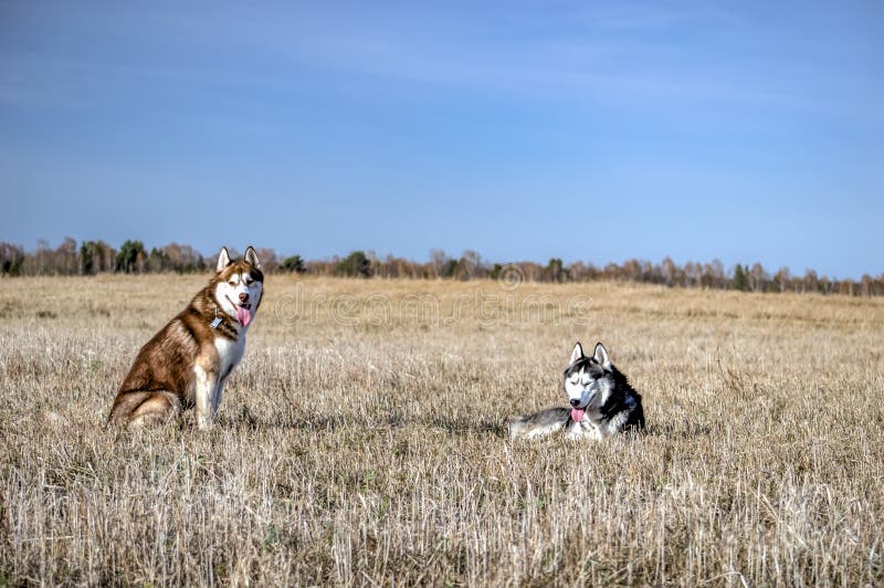 Siberian Husky Resting on the Stock Image - Image of cute, spring ...