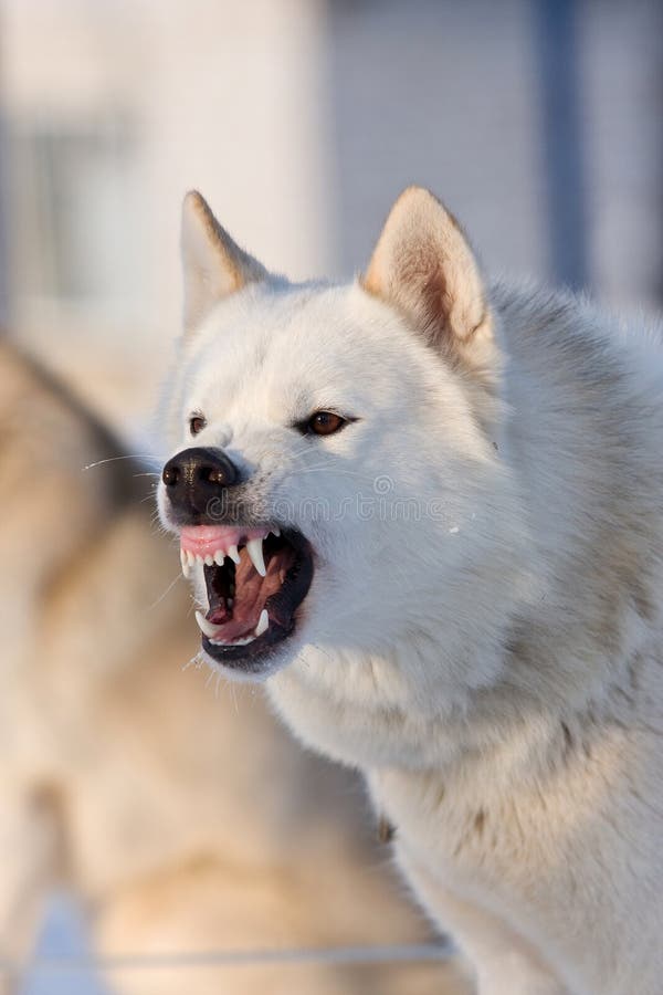 Siberian Husky riding dog stock image. Image of malice - 9455877