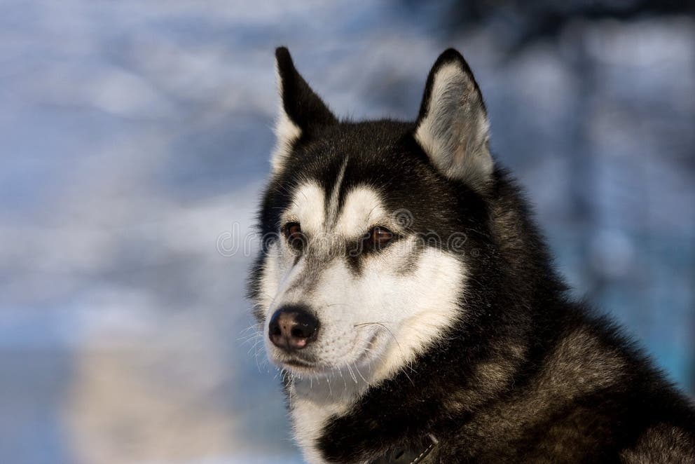 Siberian Husky riding dog stock photo. Image of pedigreed - 9455934
