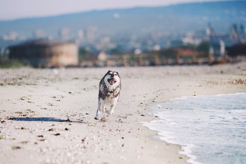 Siberian Husky Running at the Beach Stock Photo - Image of outdoors ...