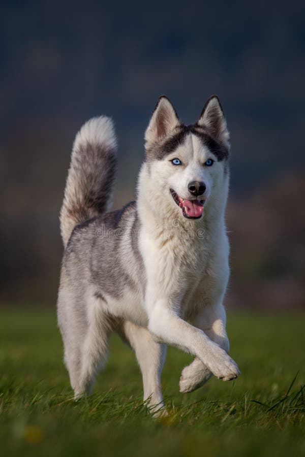 Siberian Husky Running on the Meadow Stock Photo - Image of dogs ...